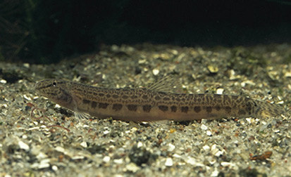 Steinbeißer (Cobitis spec.) - Natura 2000 - sachsen.de
